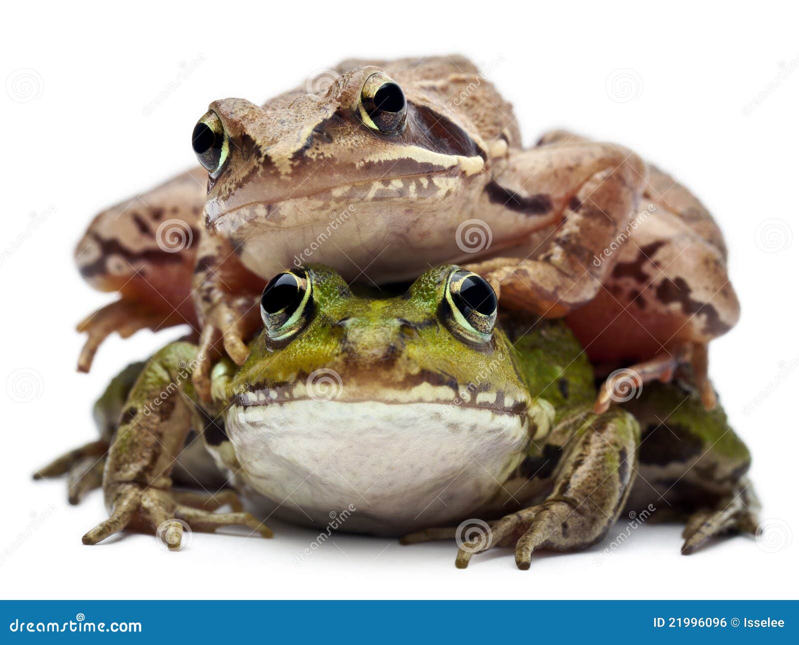Common European Frog or Edible Frog Stock Photo - Image of ...