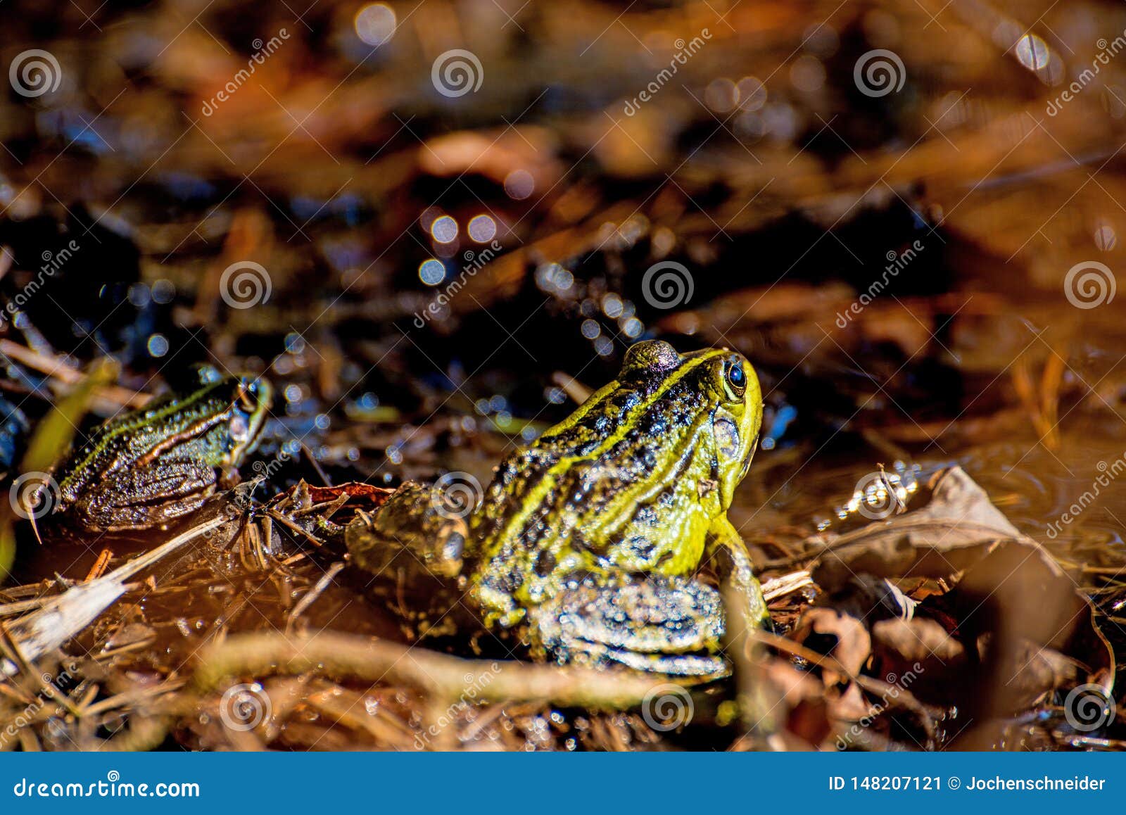 Common European Frog in a Pond Stock Image - Image of pond, nature ...