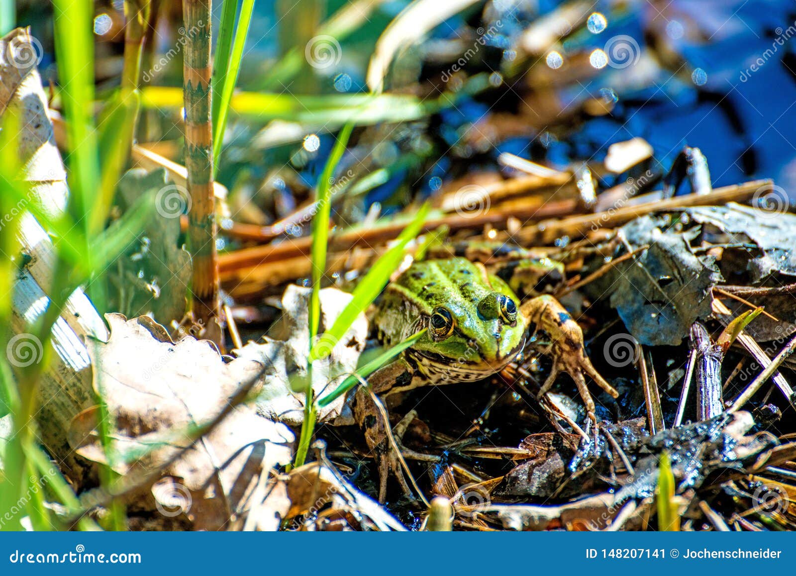 Common European Frog in a Pond Stock Image - Image of closeup ...