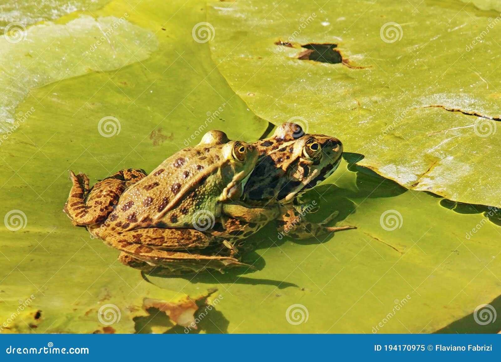 Common european frogs stock image. Image of frog, pond - 194170975