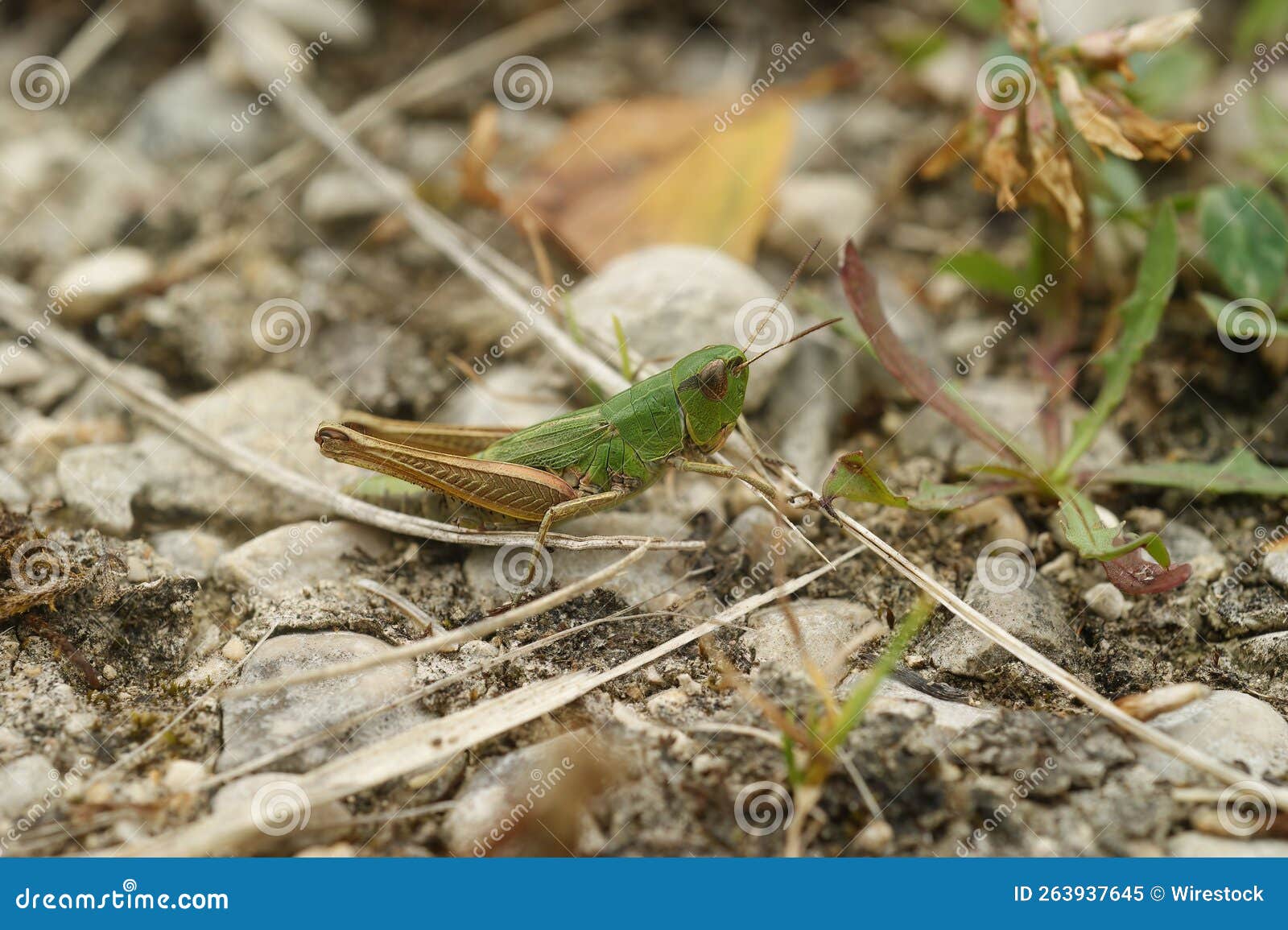 Common European Grasshopper (Pseudochorthippus Parallelus) Resting on ...