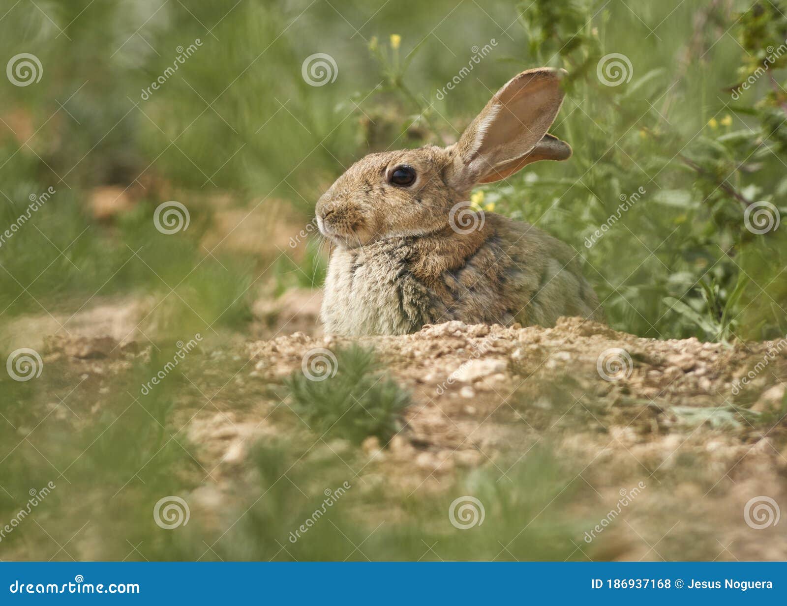 Common or European Rabbit, Andalusia. Spain Stock Photo - Image of ...