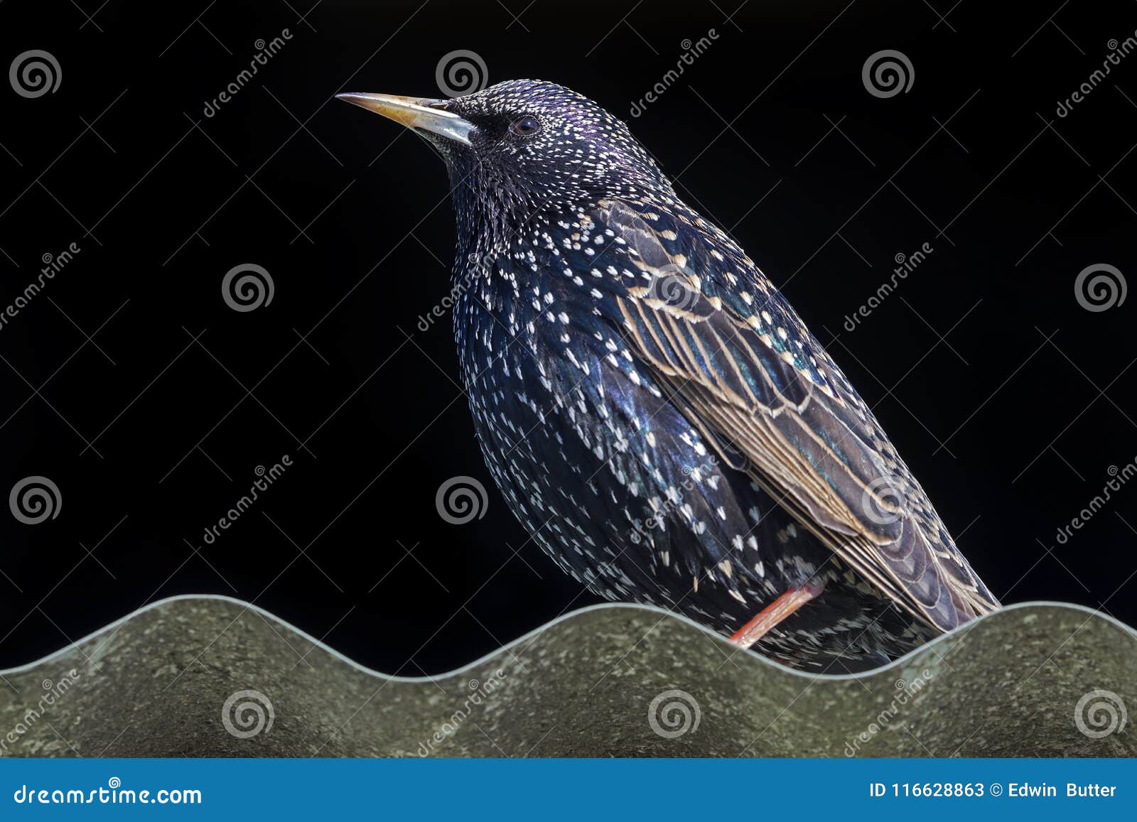 Common European Starling stock image. Image of portrait - 116628863