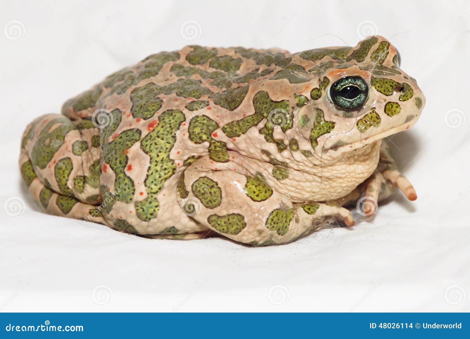 Common European Toad stock photo. Image of frog, ugly - 48026114