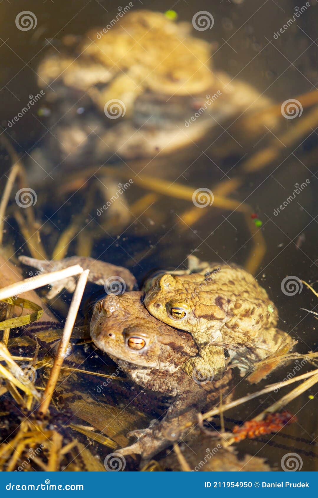 Mating Toads Stock Photo | CartoonDealer.com #24059010