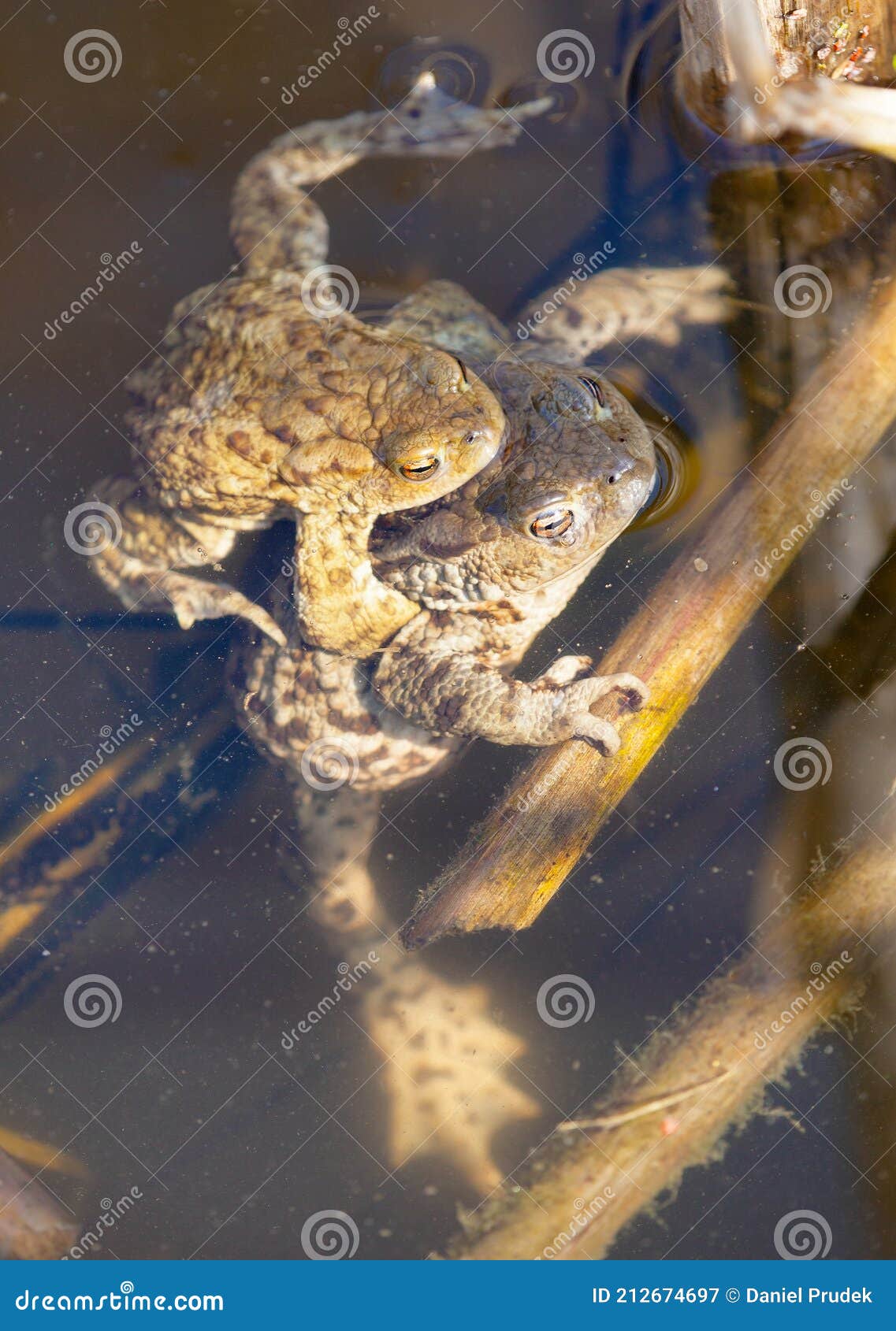 Common or European Toad Brown Colored, Mating Toads Stock Image - Image ...