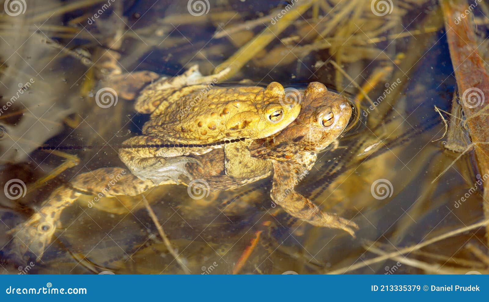 Common or European Toad Brown Colored, Mating Toads Stock Image - Image ...