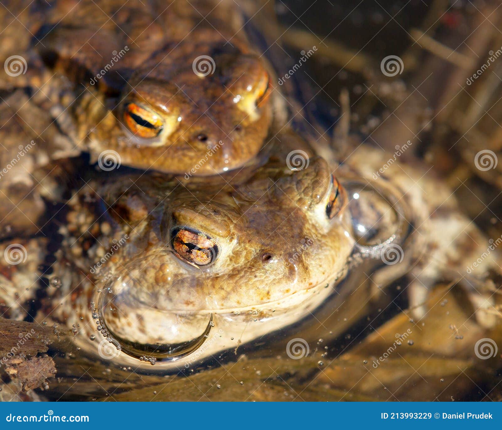 Common or European Toad Brown Colored, Mating Toads Stock Image - Image ...