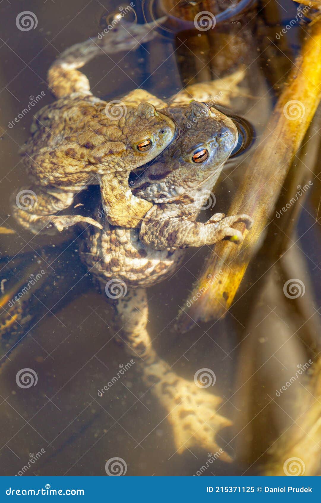 Common or European Toad Brown Colored, Mating Toads Stock Image - Image ...