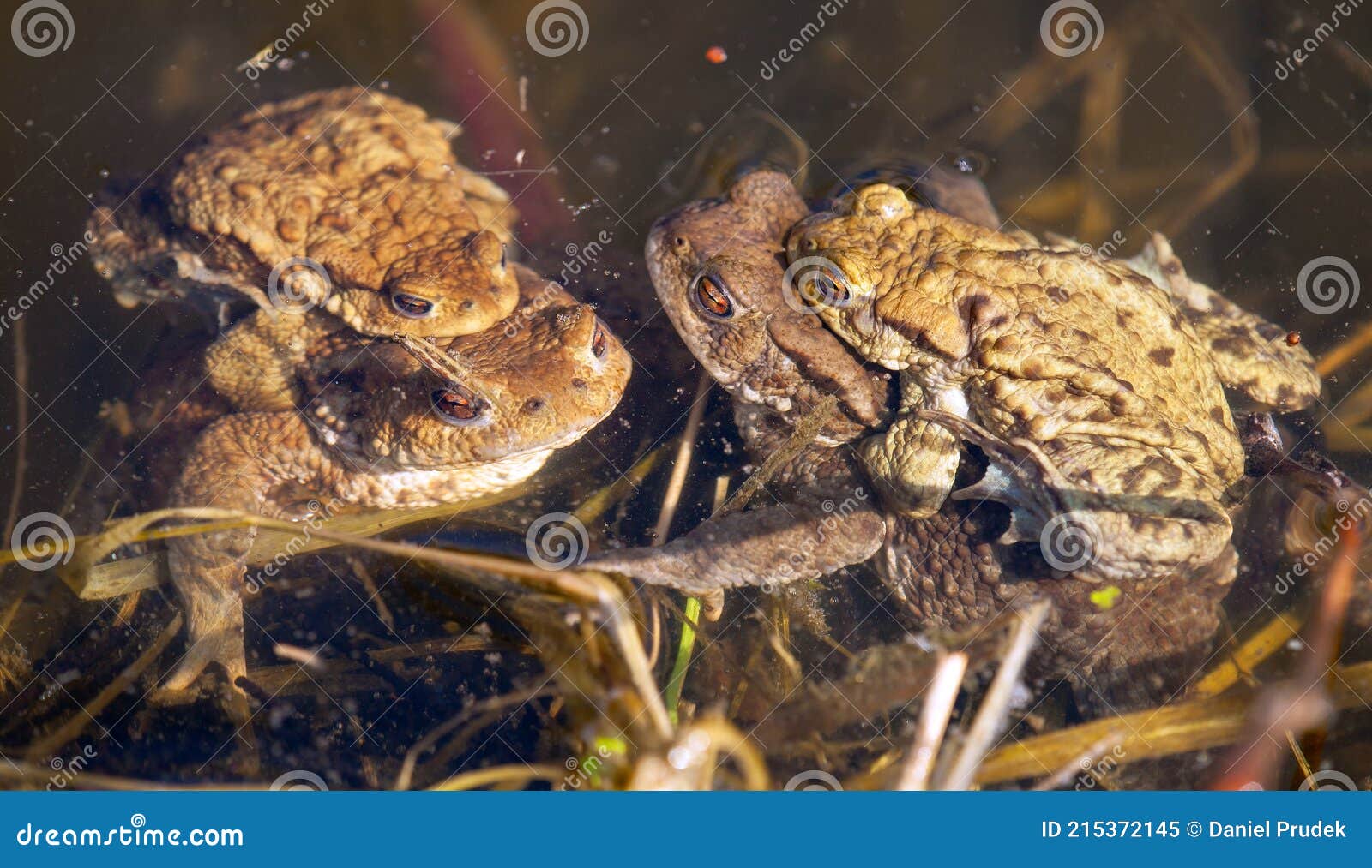 Mating Toads Stock Photography | CartoonDealer.com #43080818