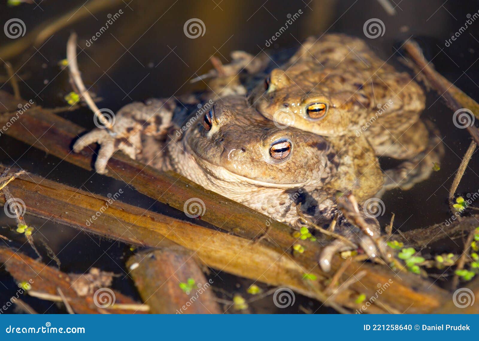 Common or European Toad Brown Colored, Mating Toads Stock Photo - Image ...