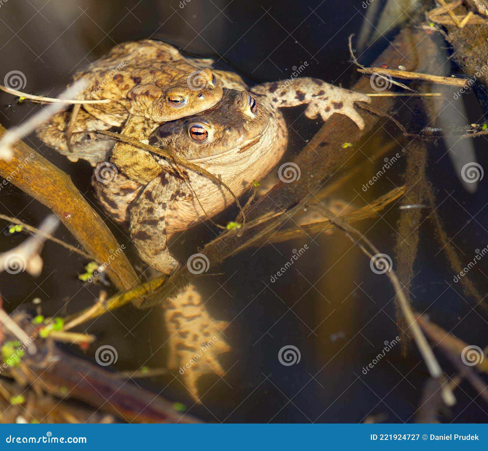 Common or European Toad Brown Colored, Mating Toads Stock Image - Image ...