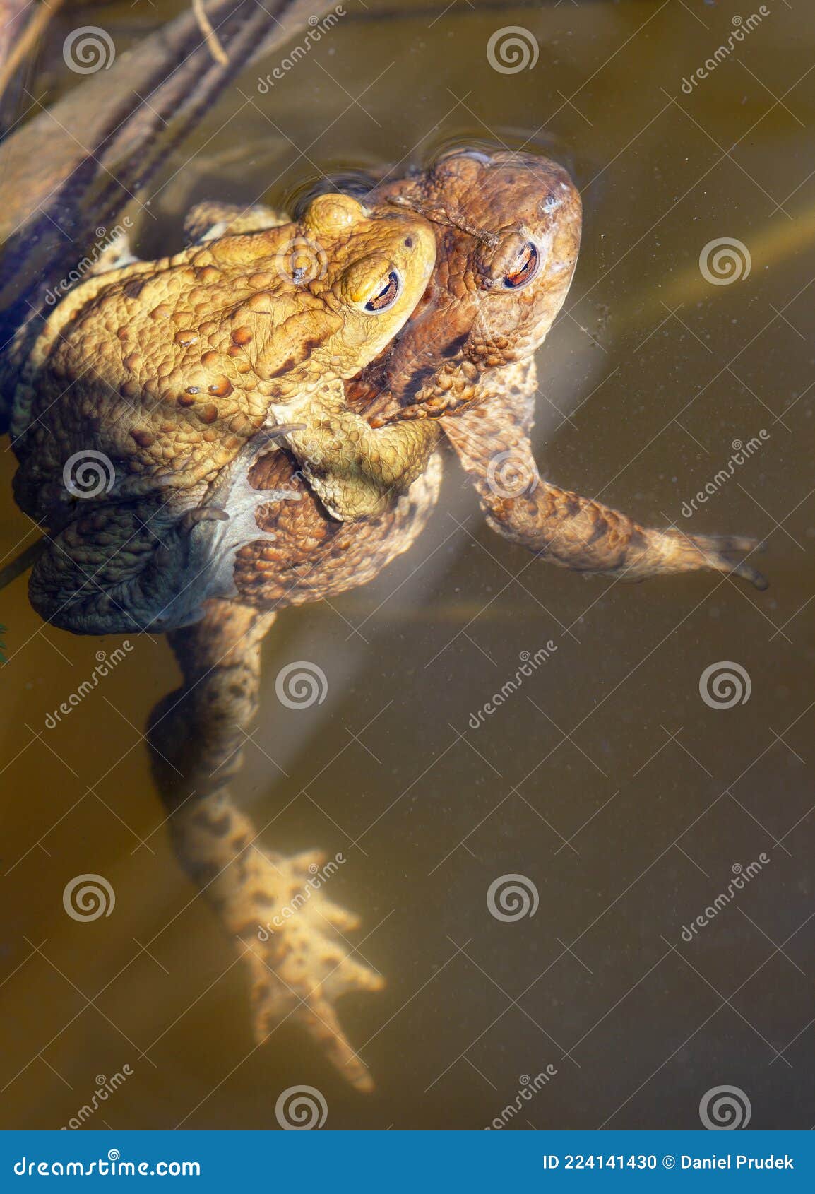 Common or European Toad Brown Colored, Mating Toads Stock Photo - Image ...