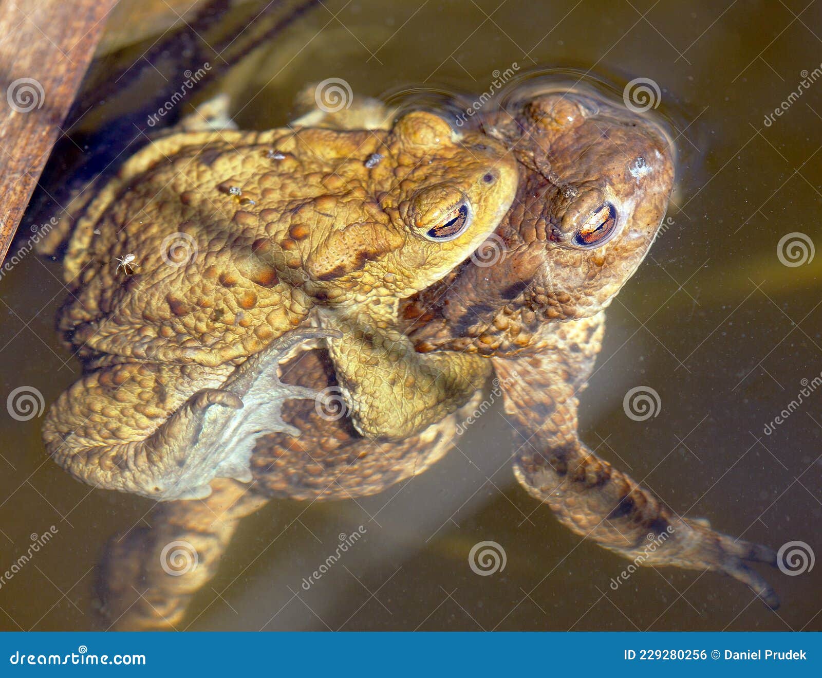 Common or European Toad Brown Colored, Mating Toads Stock Photo - Image ...