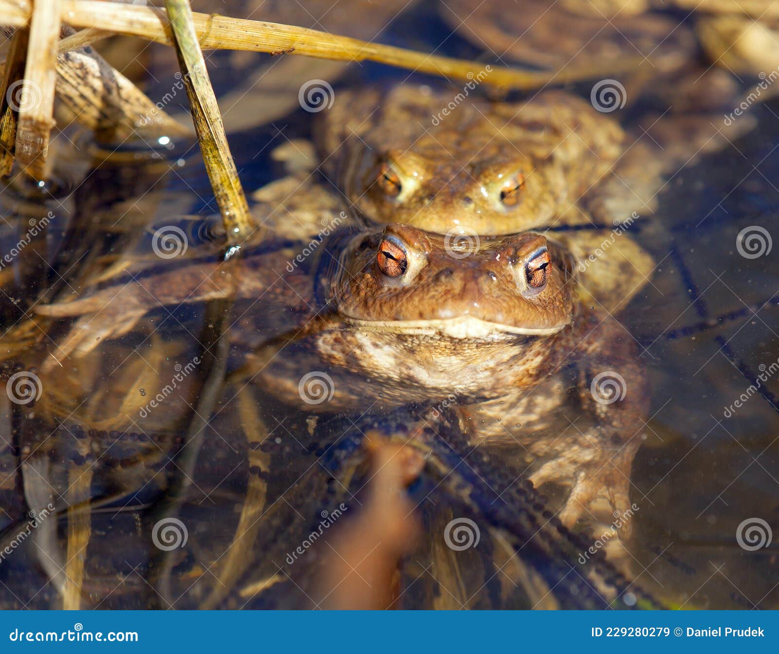Common or European Toad Brown Colored, Mating Toads Stock Image - Image ...