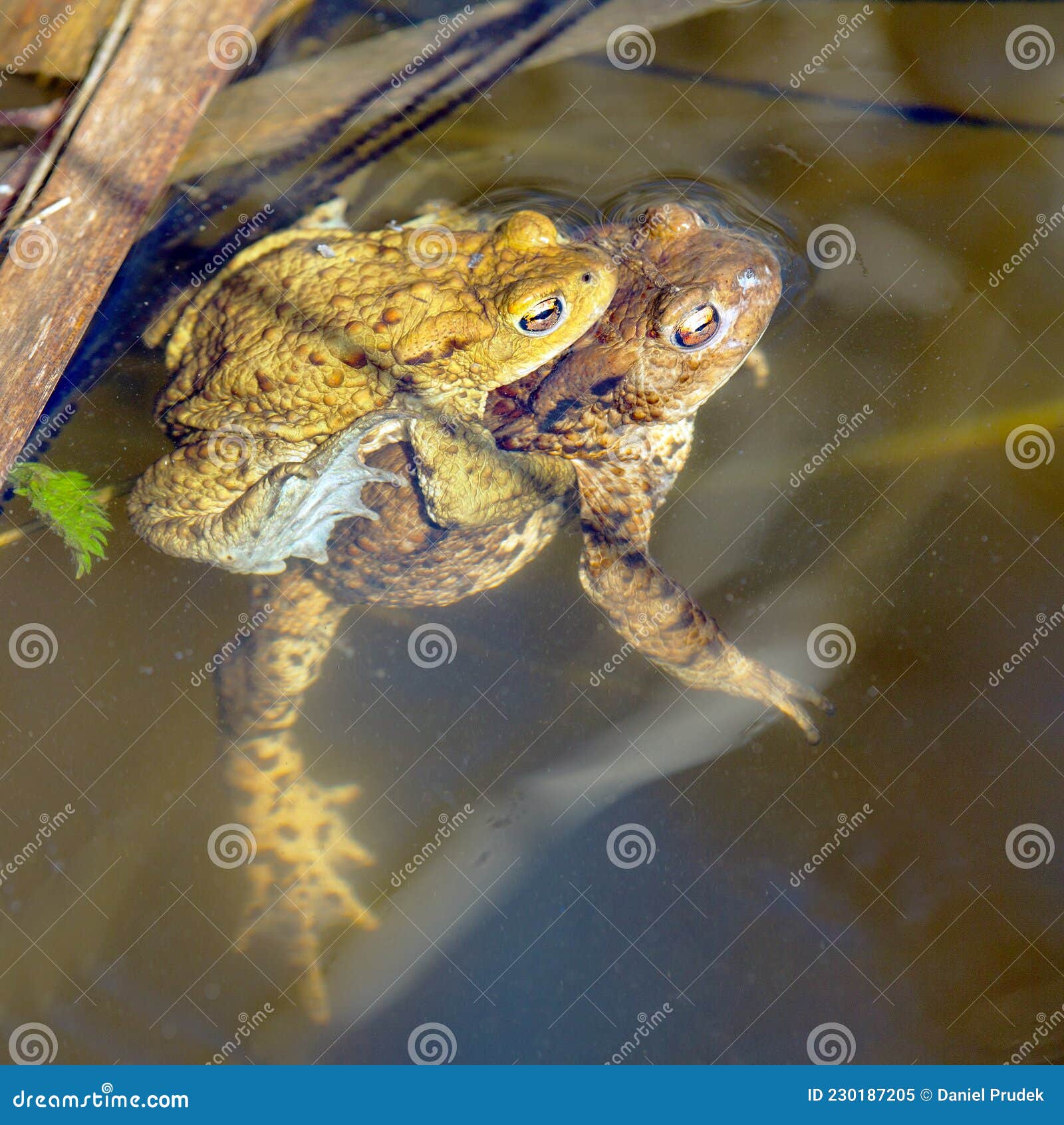 Common or European Toad Brown Colored, Mating Toads Stock Image - Image ...