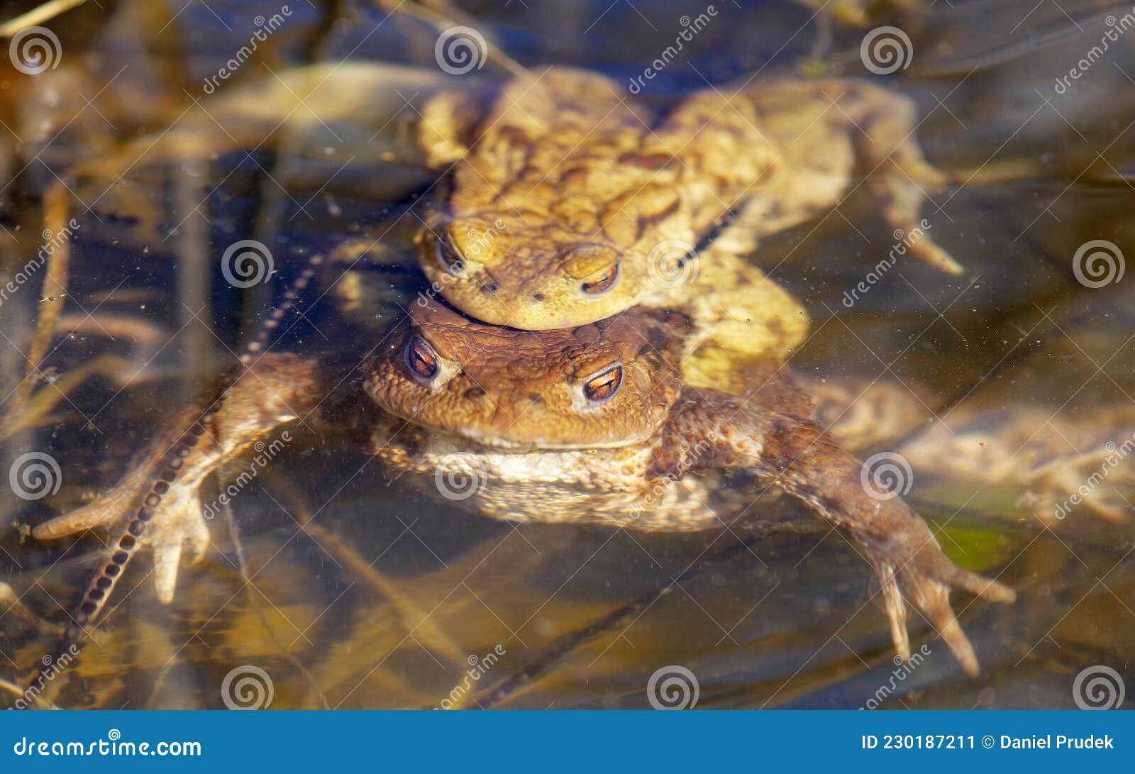 Common or European Toad Brown Colored, Mating Toads Stock Image - Image ...