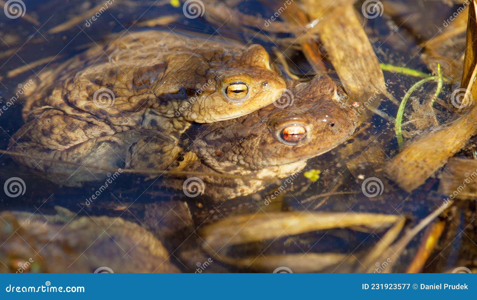 Common or European Toad Brown Colored, Mating Toads Stock Image - Image ...