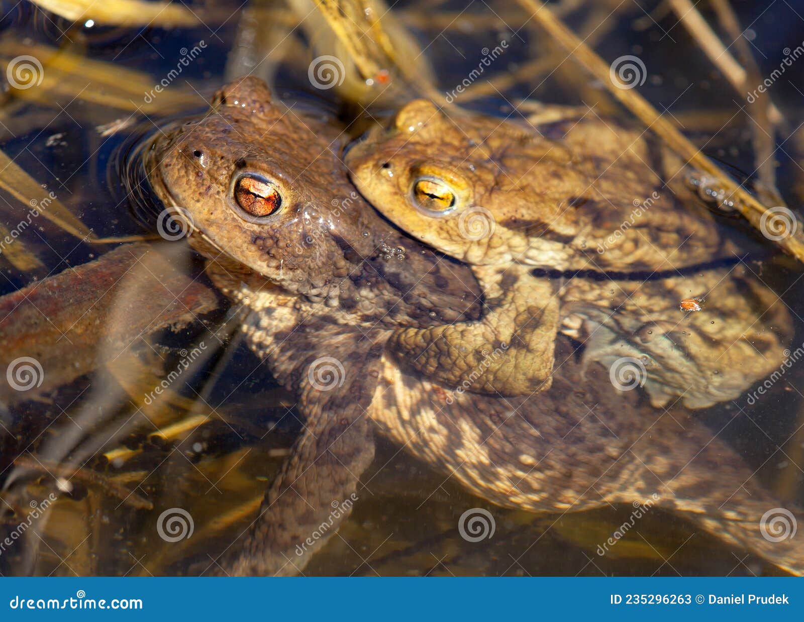 Common or European Toad Brown Colored, Mating Toads Stock Image - Image ...