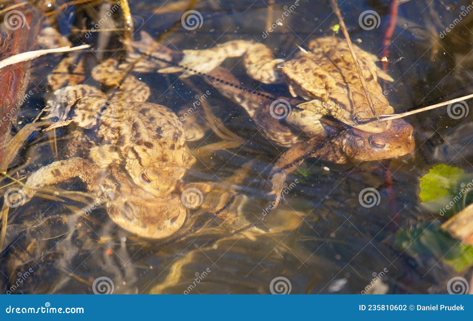 Common or European Toad Brown Colored, Mating Toads Stock Photo - Image ...