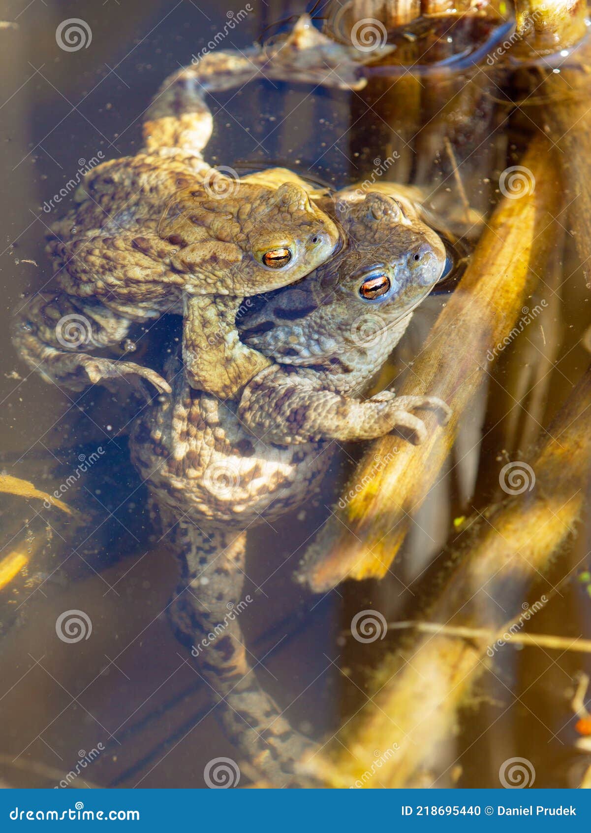 Common or European Toad Brown Colored, Mating Toads Stock Photo - Image of head, bufonidae ...