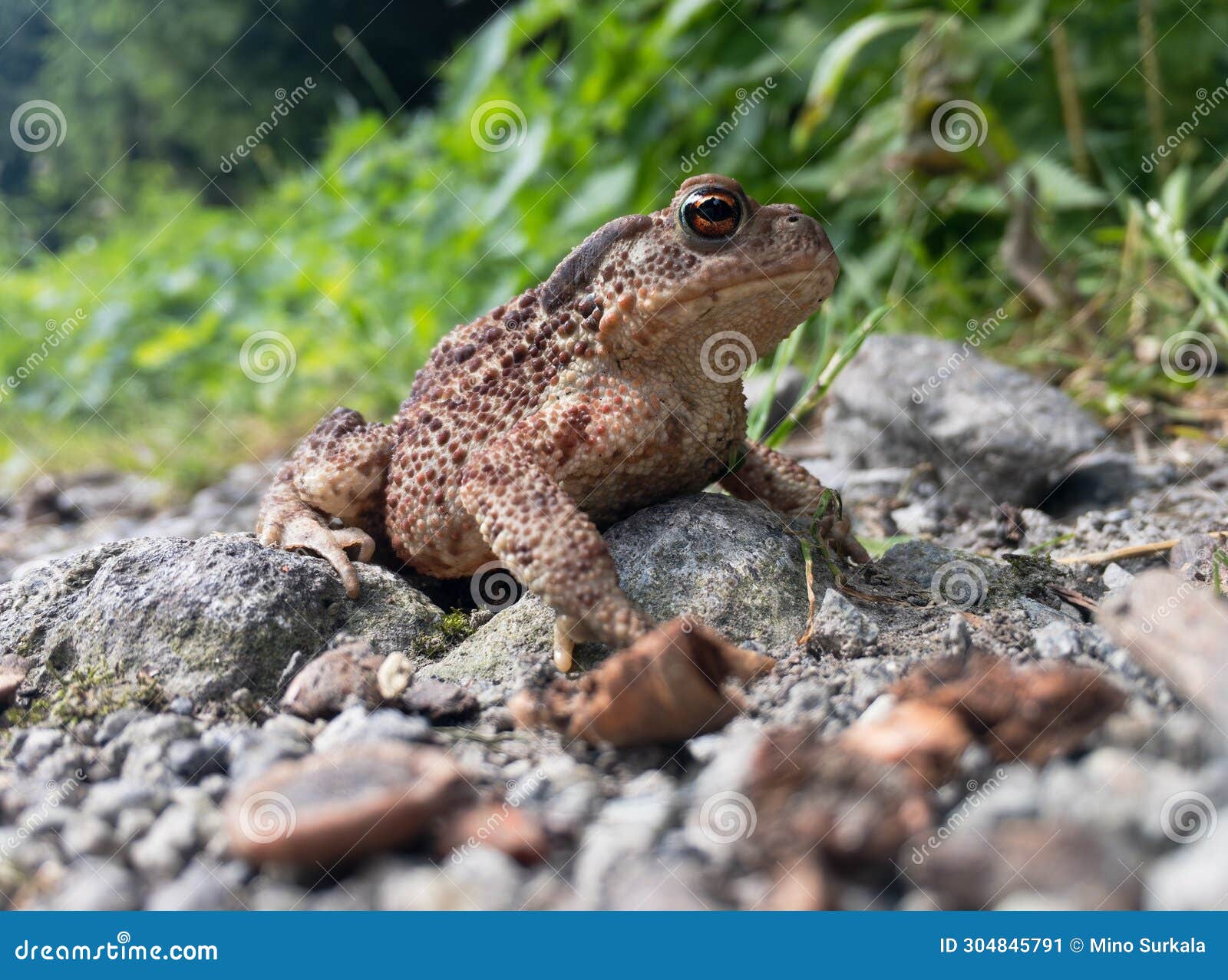 Common European Toad (bufo Bufo). Detail of Frog Stock Image - Image of ...