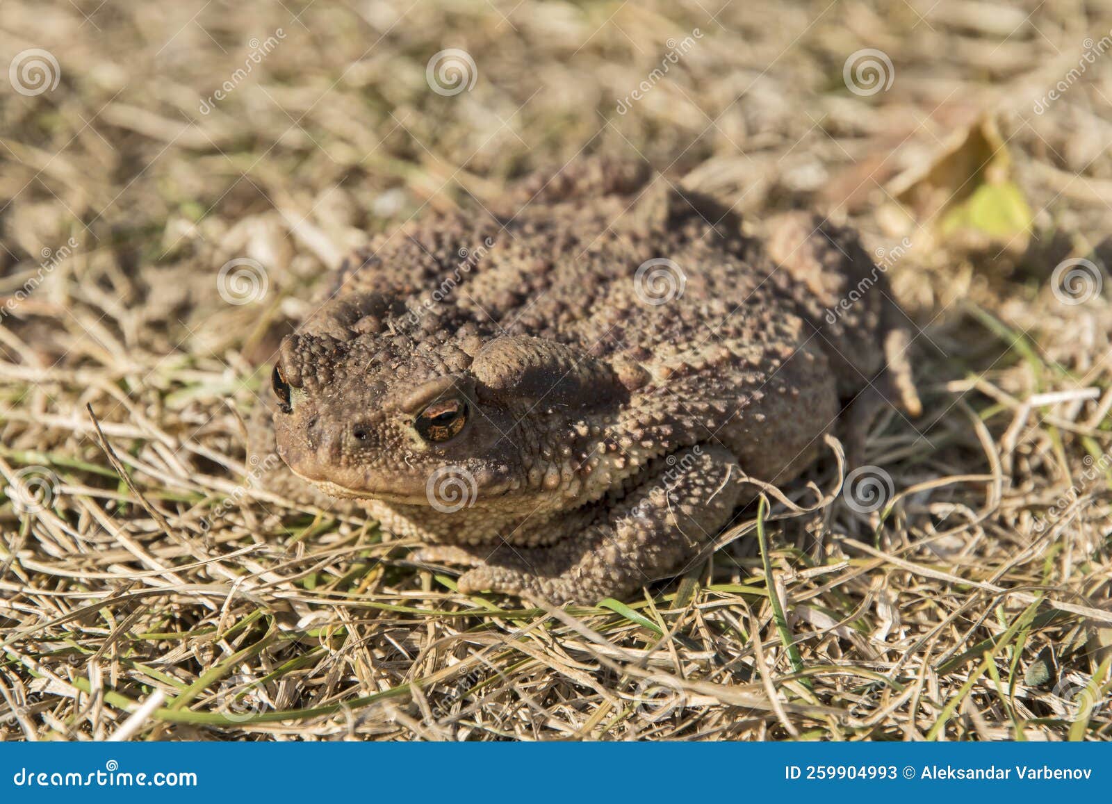Common European Toad Closeup Stock Image - Image of frog, field: 259904993