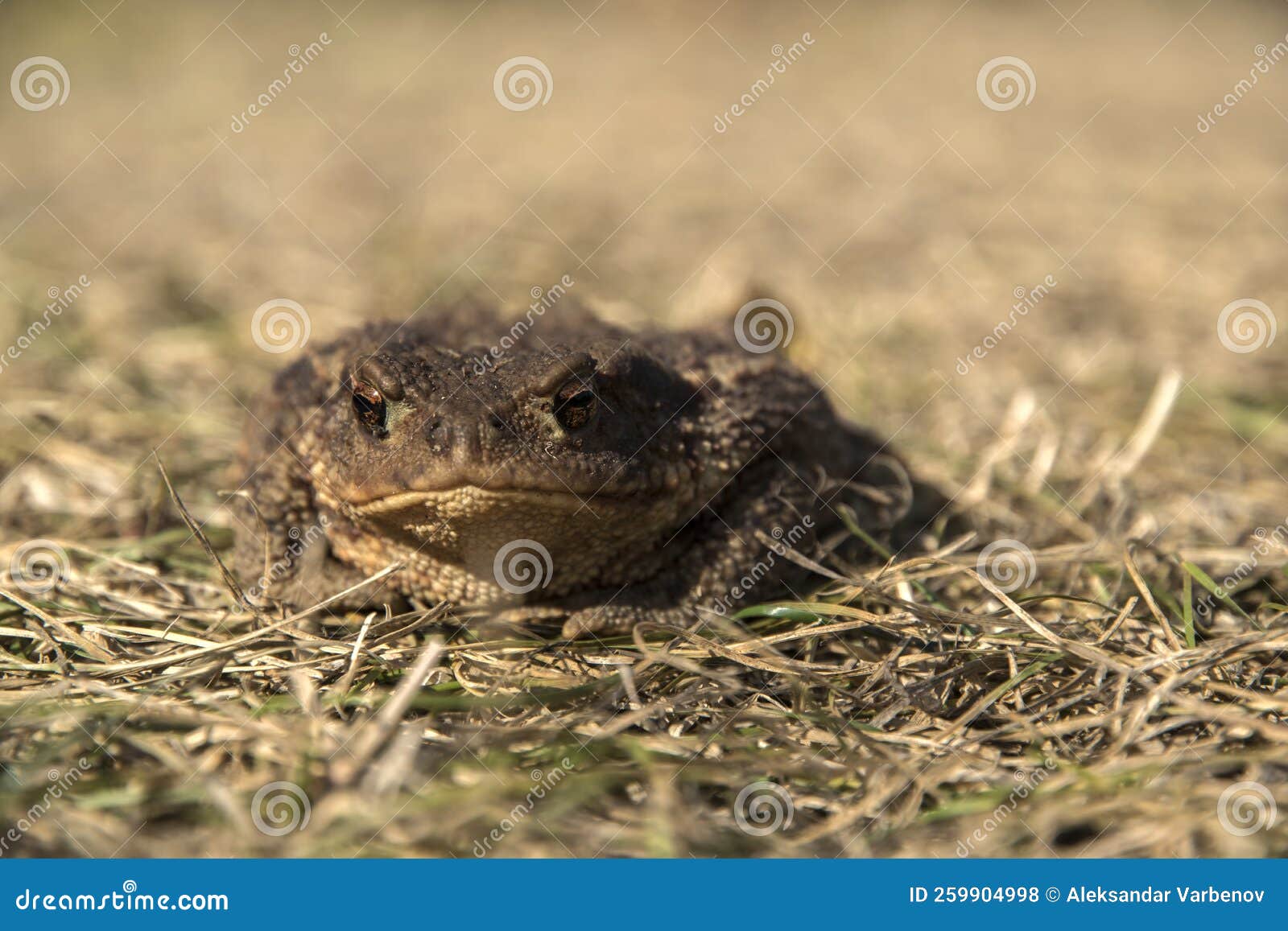 Common European Toad Closeup Stock Photo - Image of farming, bufo ...