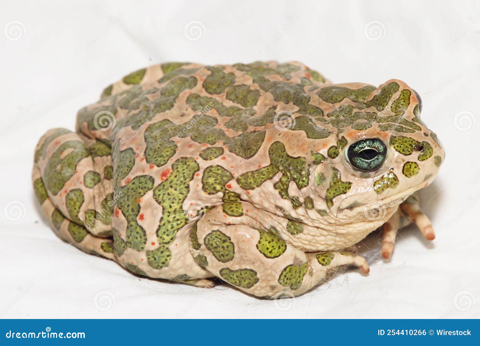 Common European Toad , Digital Photo Image Stock Photo - Image of ugly ...