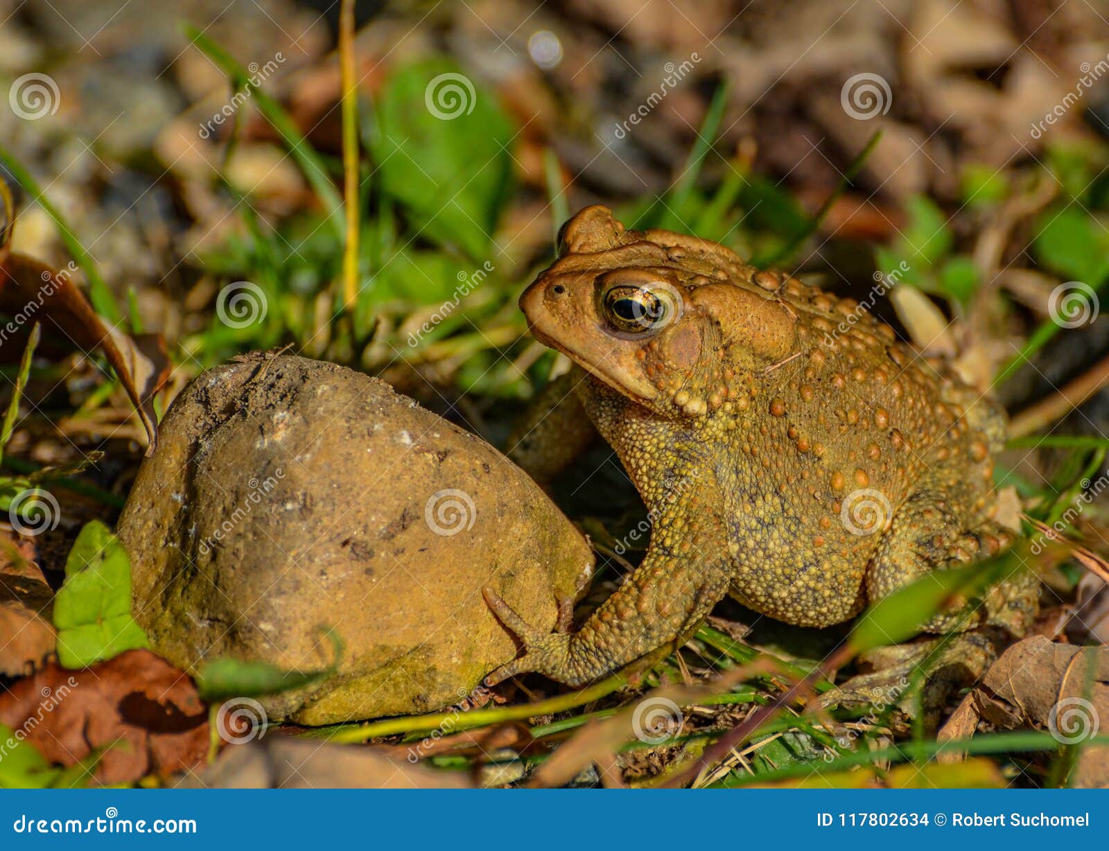 Bufo bufo or common toad stock photo. Image of ecosystem - 117802634