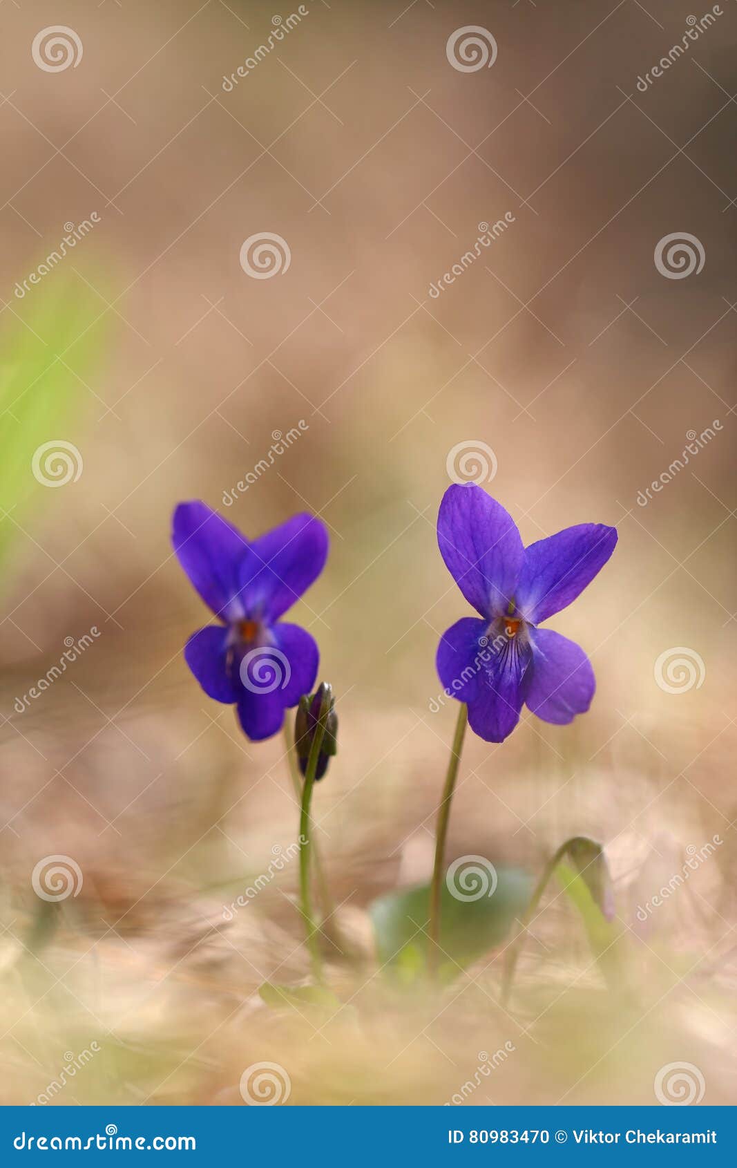Common European violet stock photo. Image of spring, herbal - 80983470