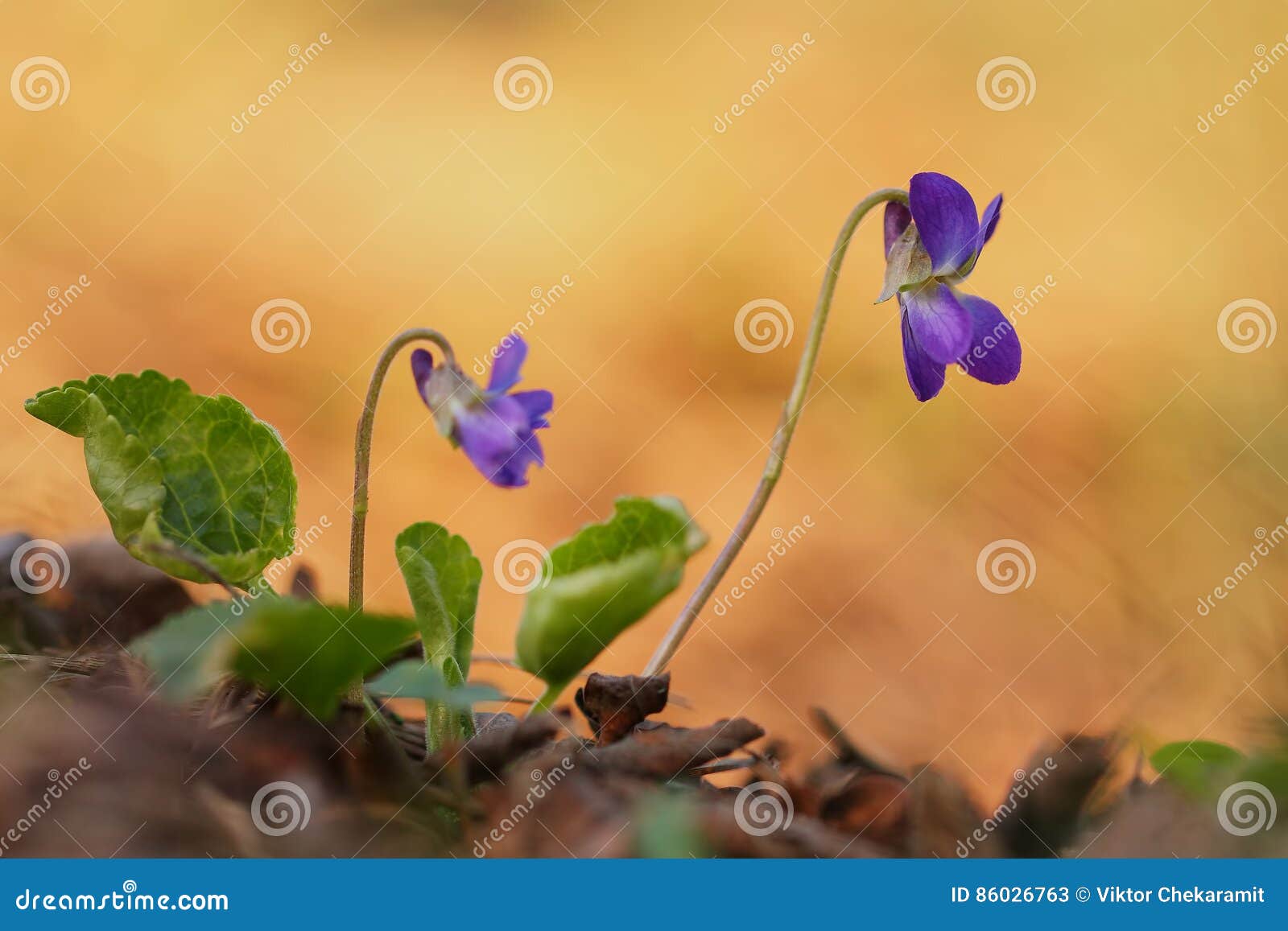 Common European violet stock image. Image of focus, flower - 86026763