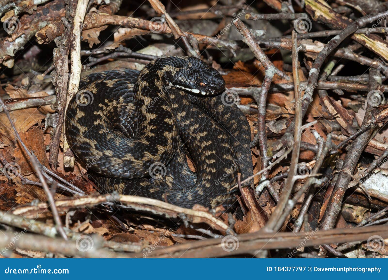 Adder, Vipera berus stock image. Image of close, reptile - 184377797
