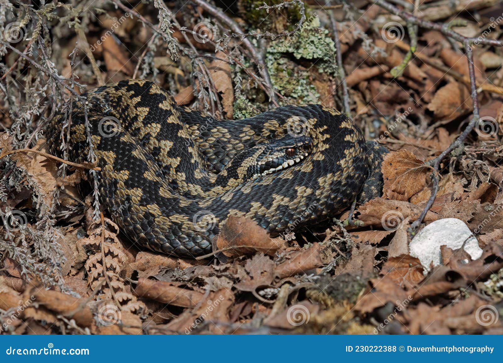 Common European Viper, Vipera Berus Stock Photo - Image of basking ...