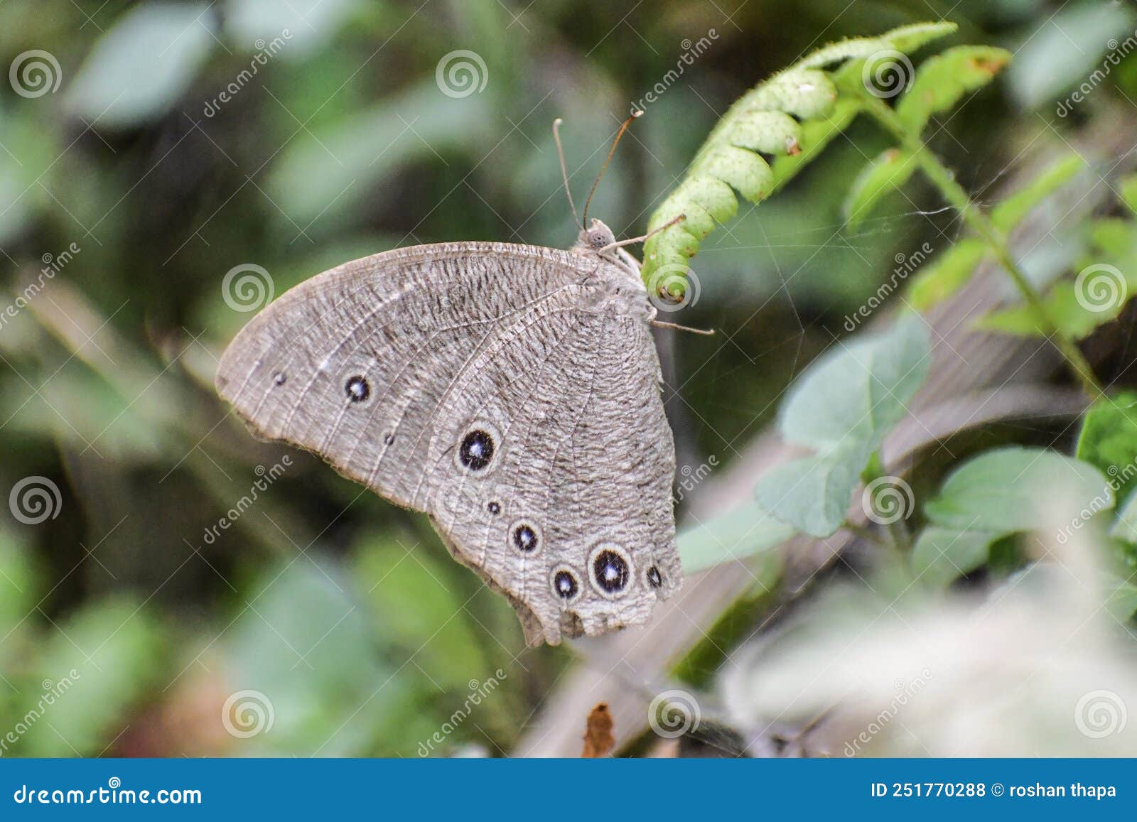Browninsects Photos - Free & Royalty-Free Stock Photos from Dreamstime