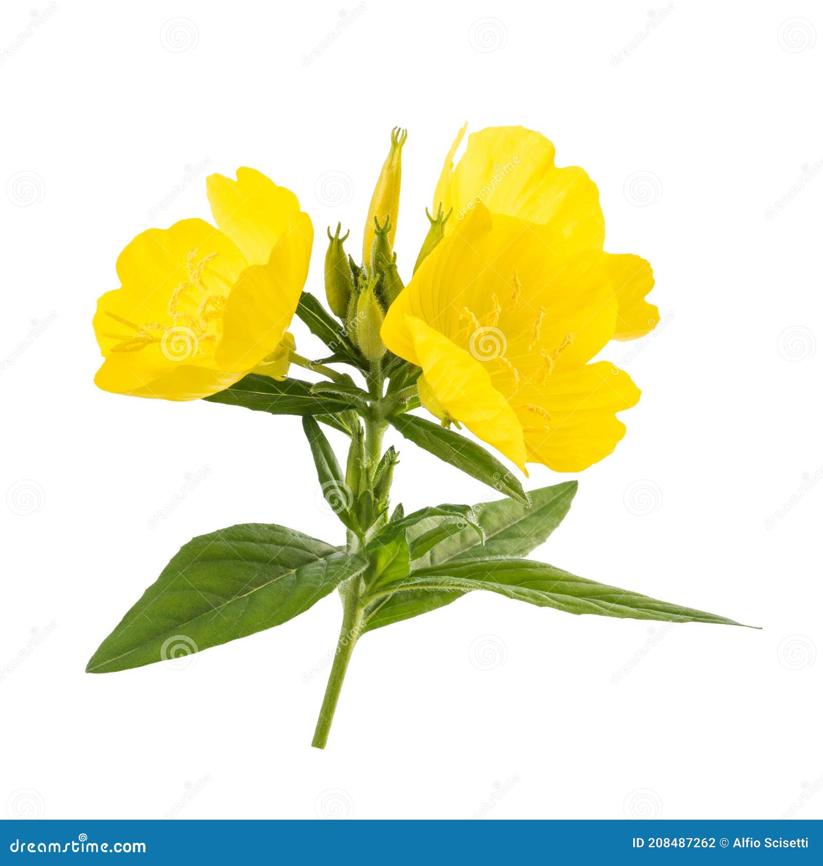Common evening primrose stock photo. Image of head, isolated - 208487262