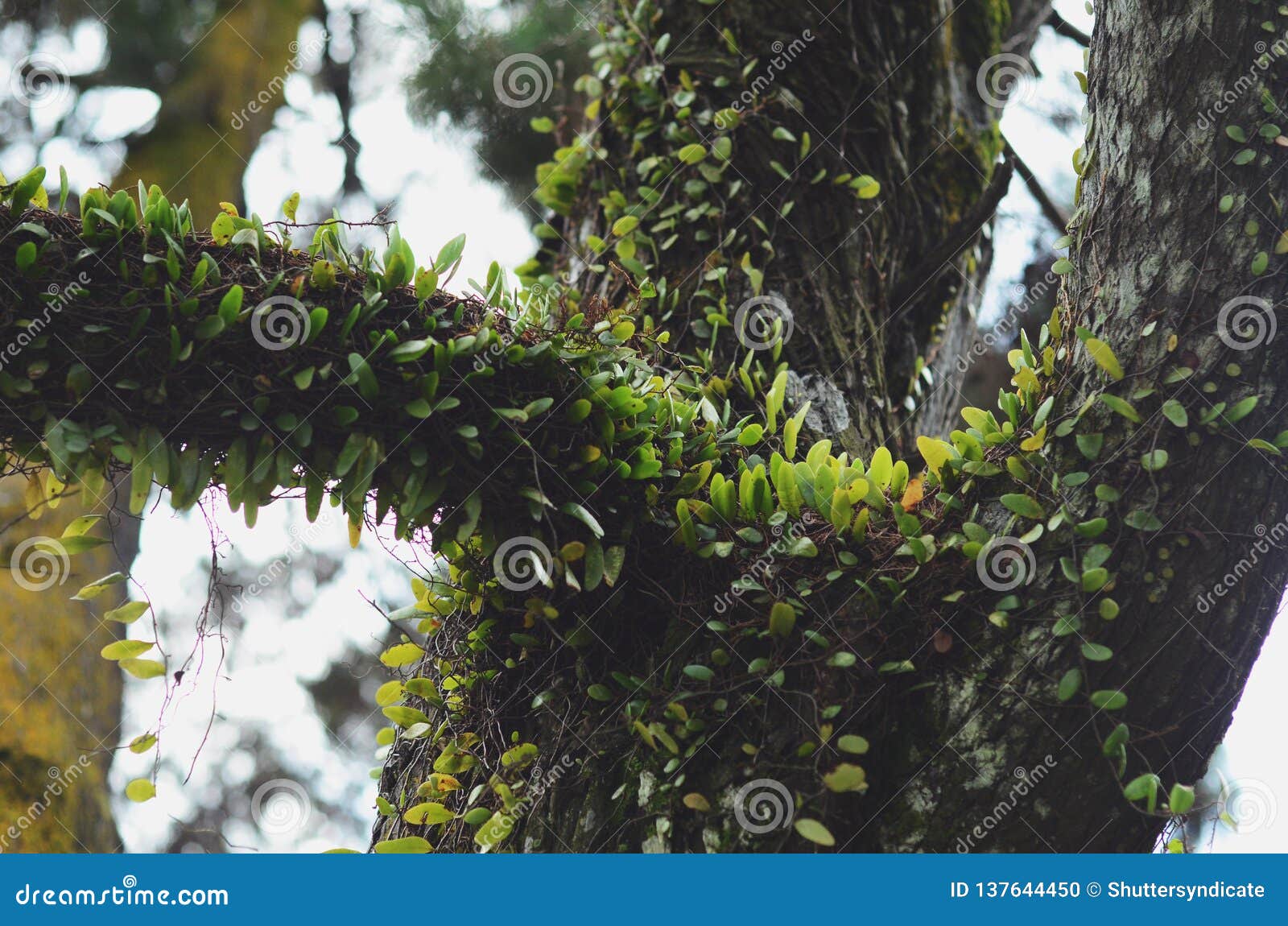 Close-up of Parasite on Tree Branch Stock Photo - Image of spring ...