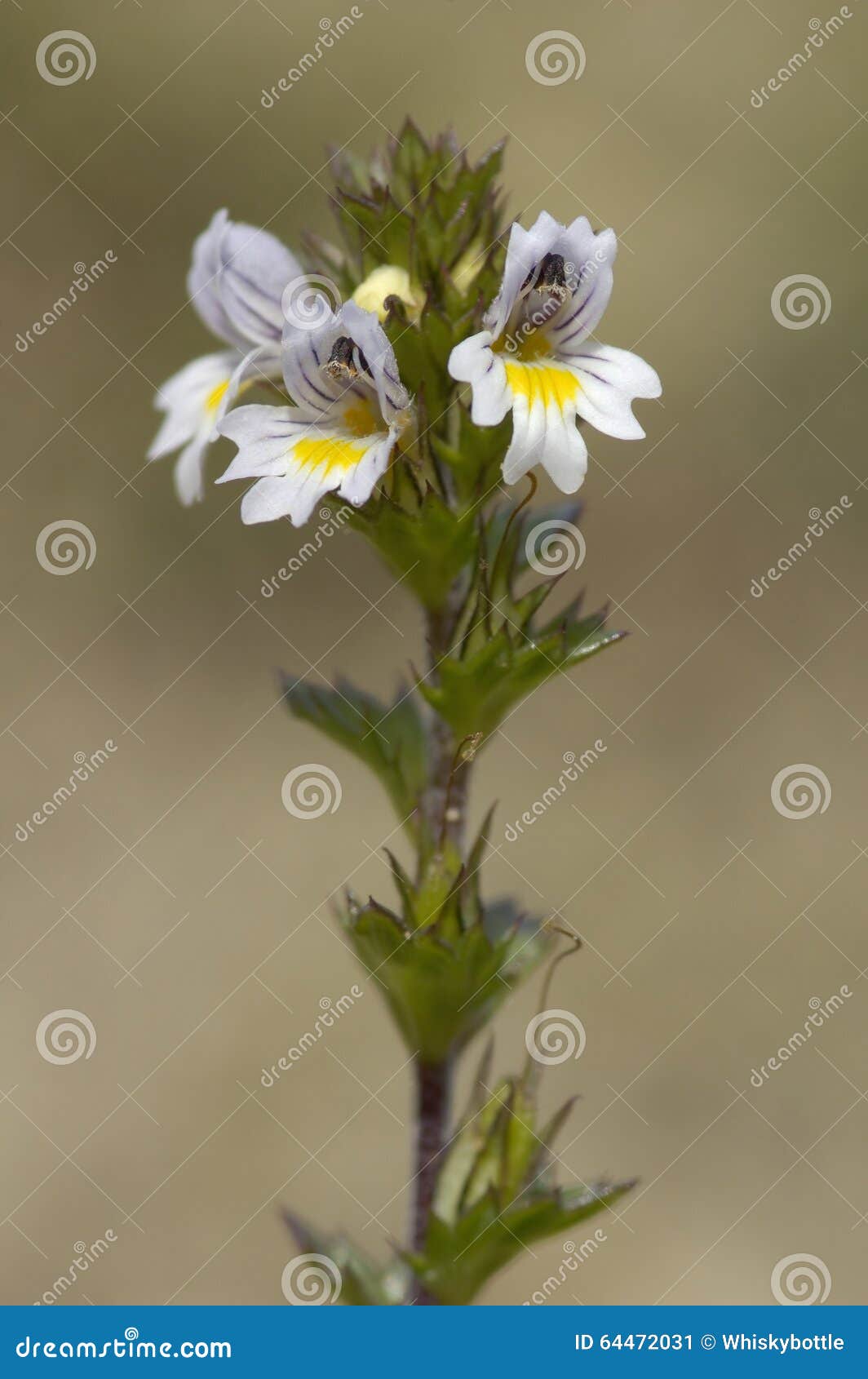 Common Eyebright stock image. Image of orobanchaceae - 64472031