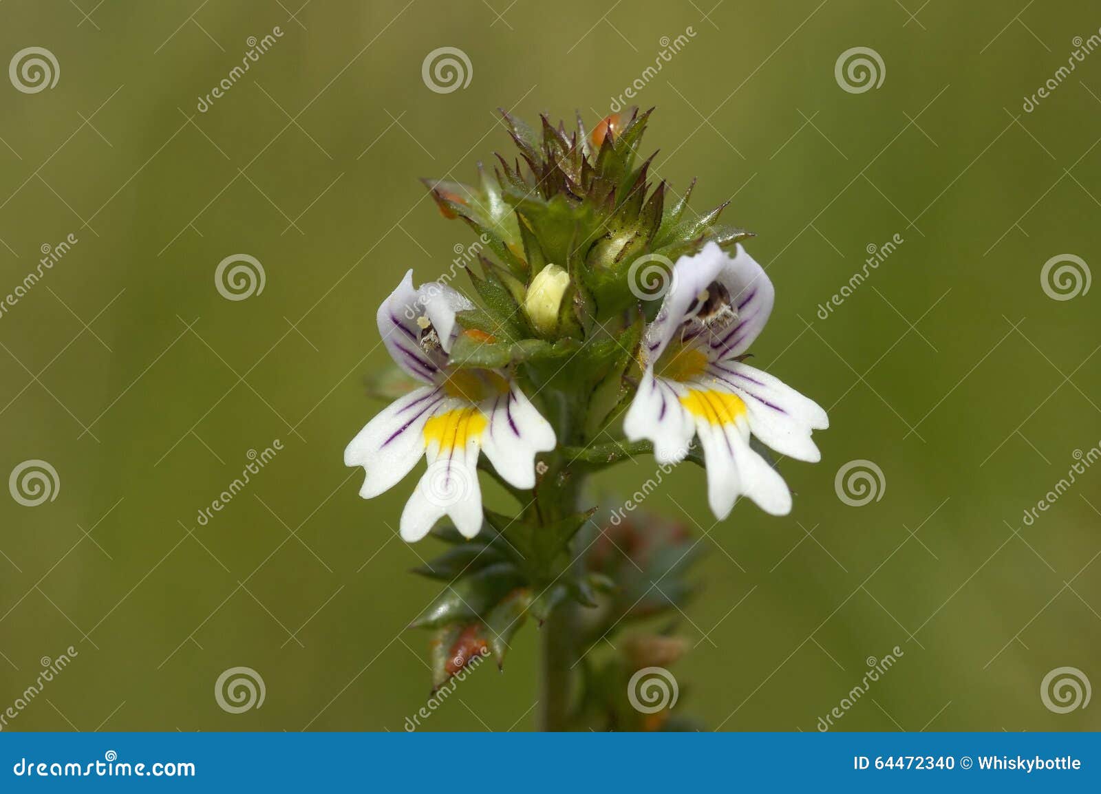 Common Eyebright stock photo. Image of grassland, nature - 64472340