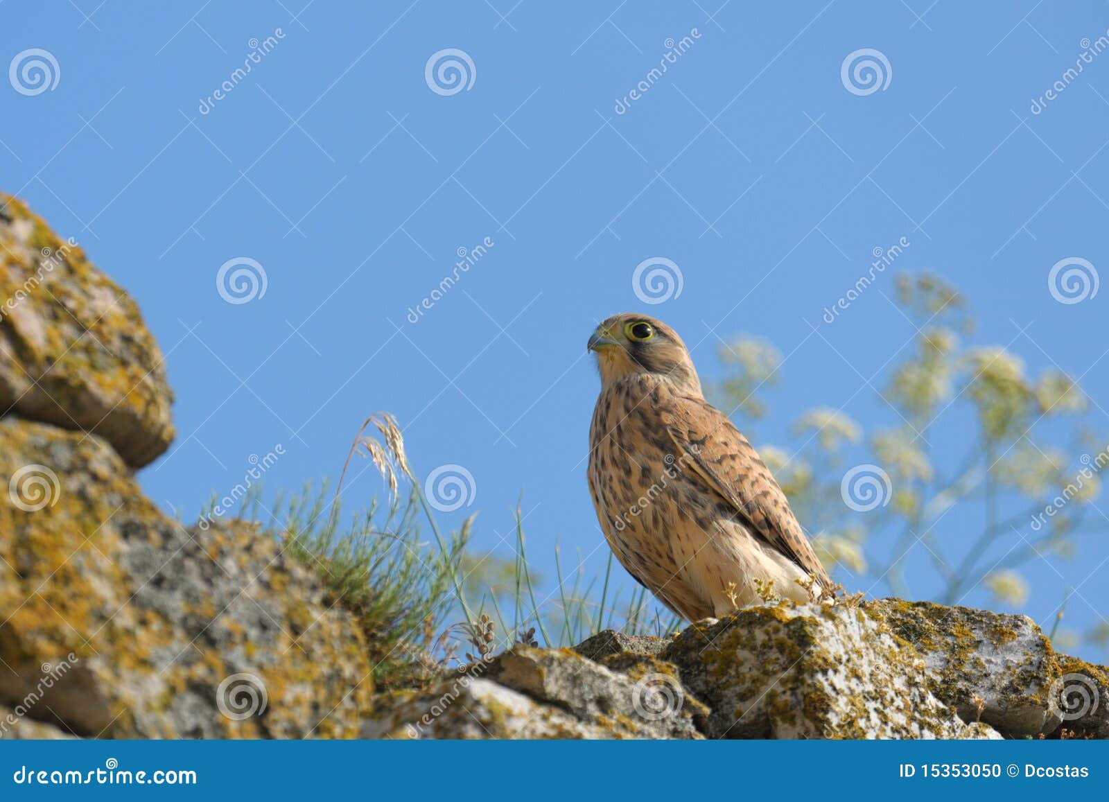 Common falcon stock photo. Image of predator, wildlife - 15353050