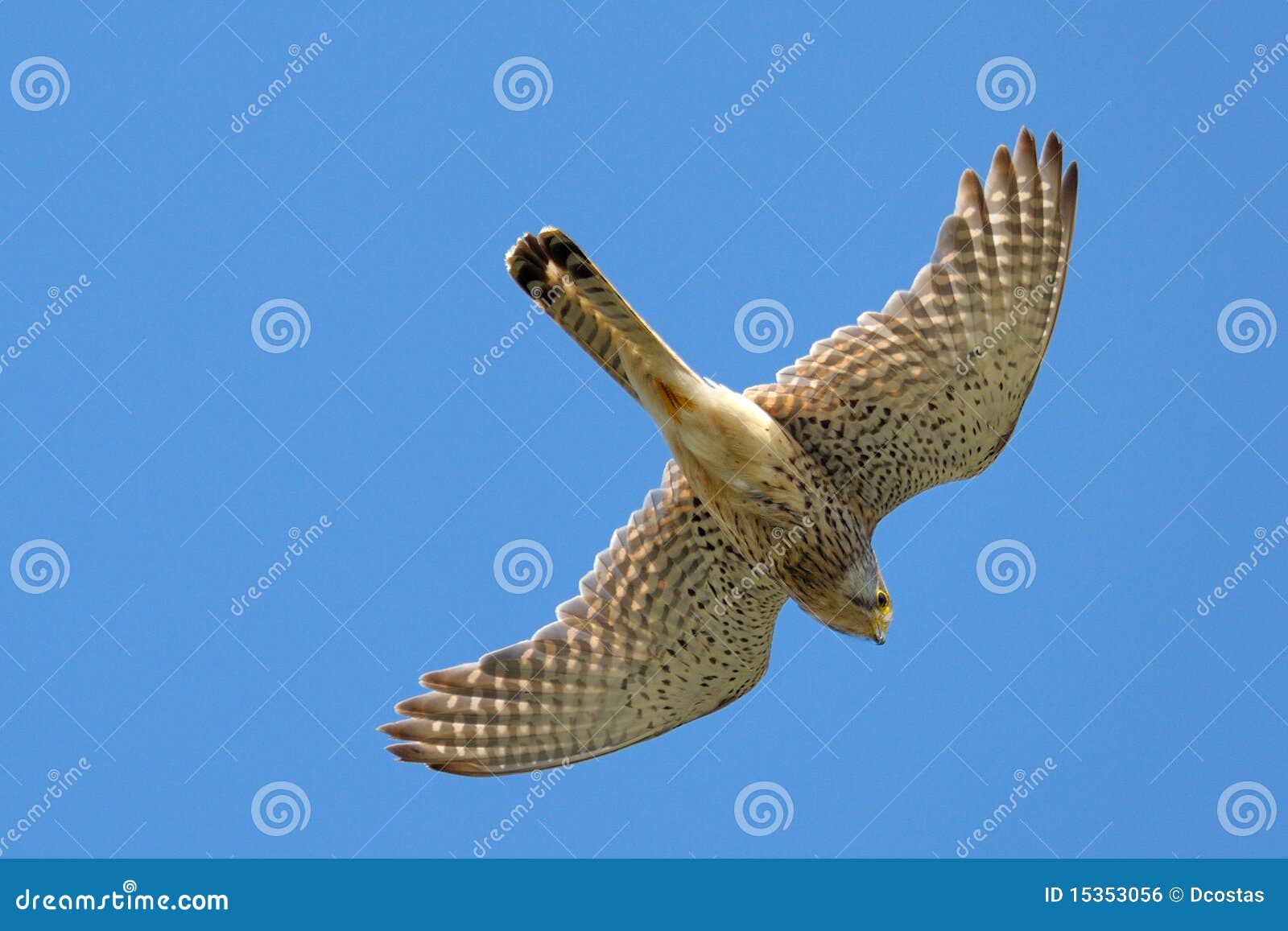 Common falcon stock photo. Image of wing, predatory, flight - 15353056