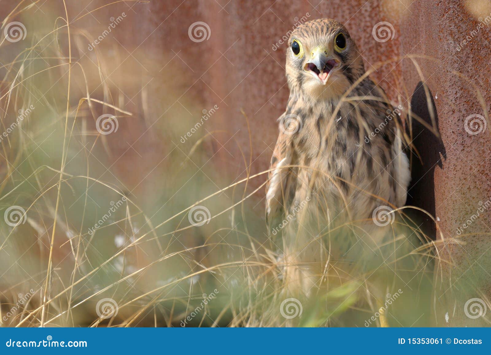 Common falcon stock image. Image of nature, predator - 15353061