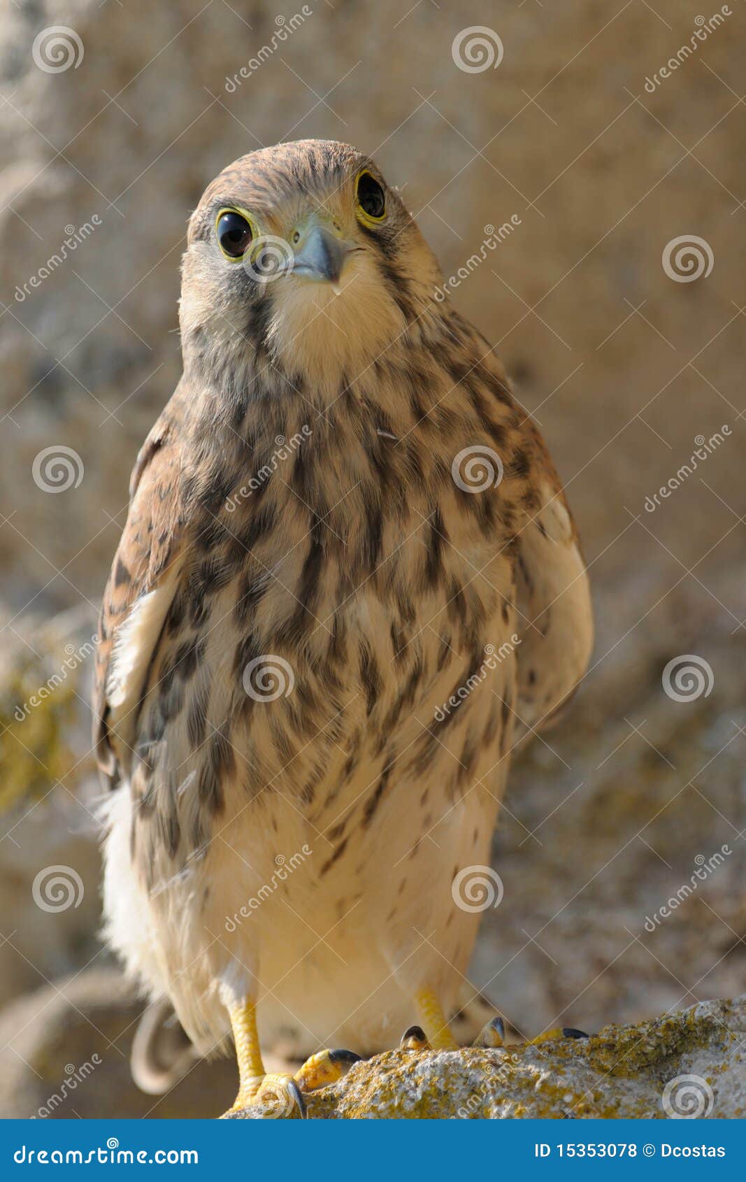 Common falcon stock photo. Image of hawk, falcon, wing - 15353078