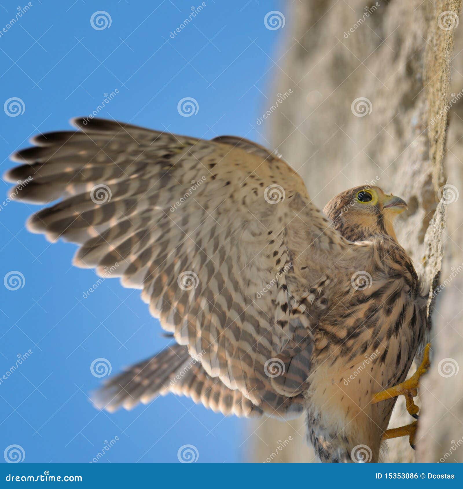 Common falcon stock photo. Image of falcon, brown, raptor - 15353086