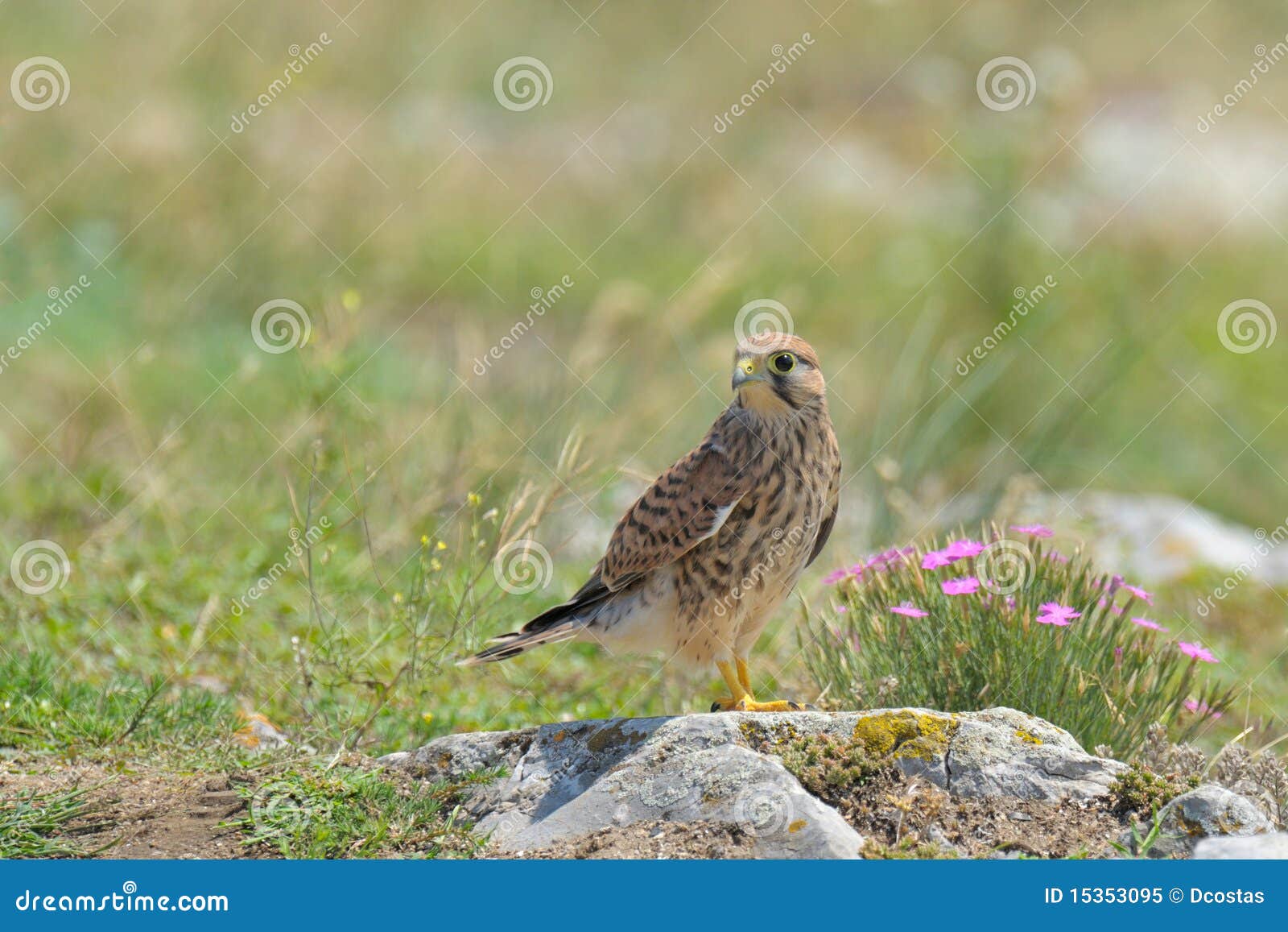 Common falcon stock image. Image of bird, falcon, wild - 15353095