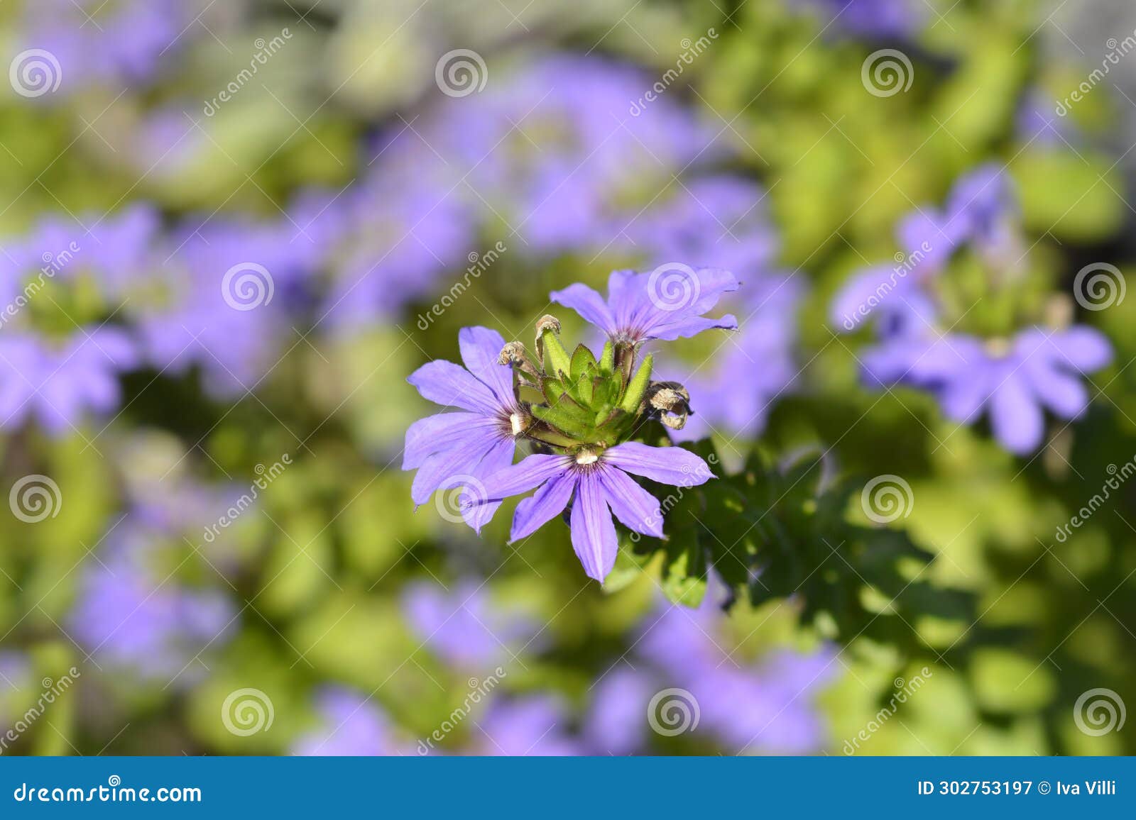 Common fan-flower stock image. Image of aemula, plant - 302753197
