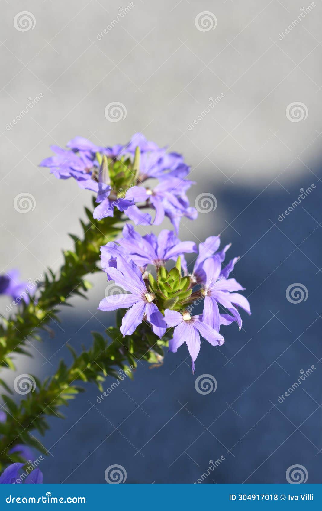 Common fan-flower stock photo. Image of scaevola, nature - 304917018