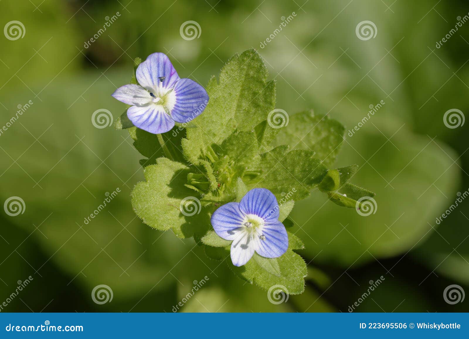 Common Field Speedwell stock photo. Image of wildflower - 223695506
