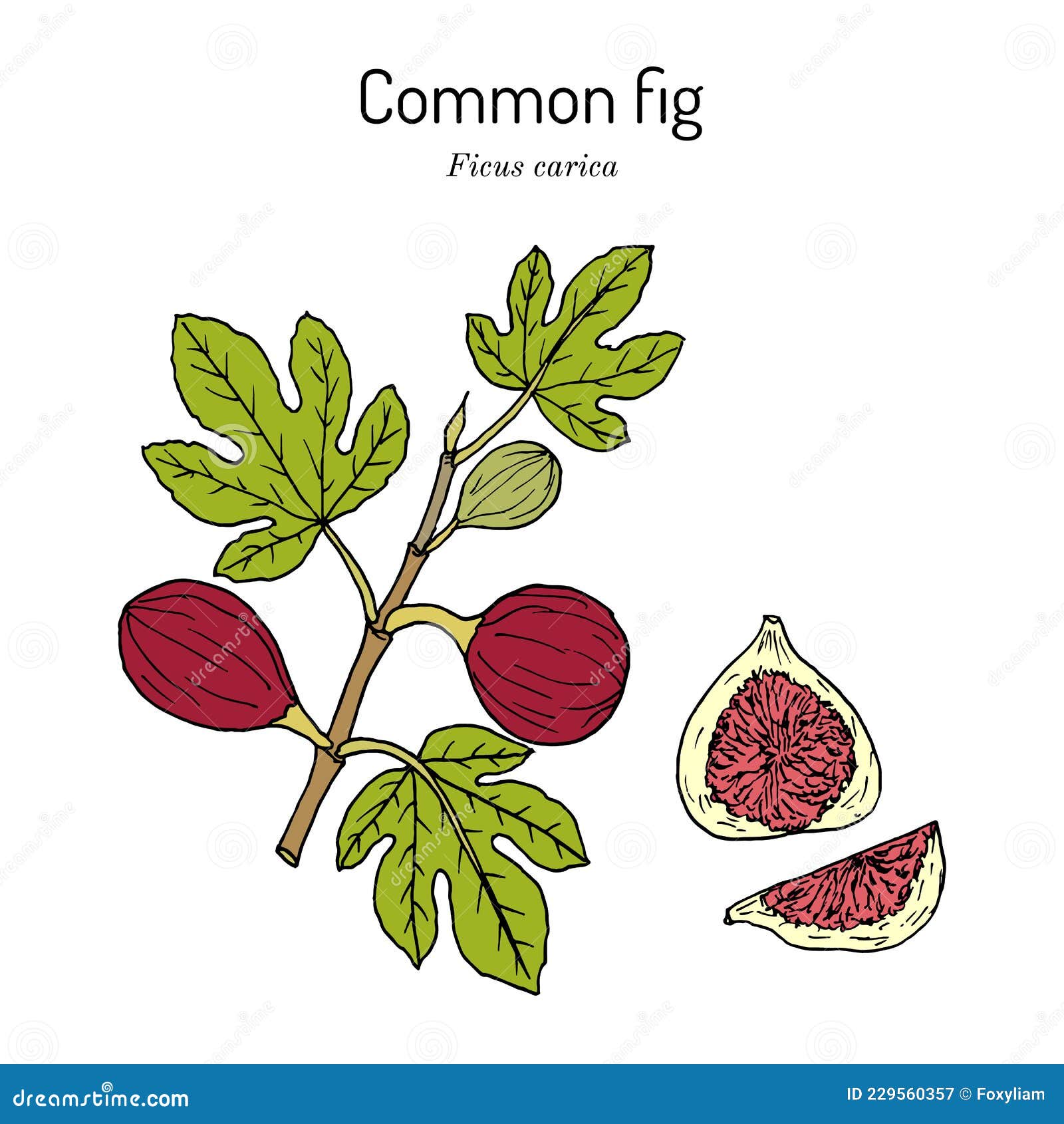 Common Fig Ficus Carica . Hand Drawn Vector Illustration Stock Vector ...