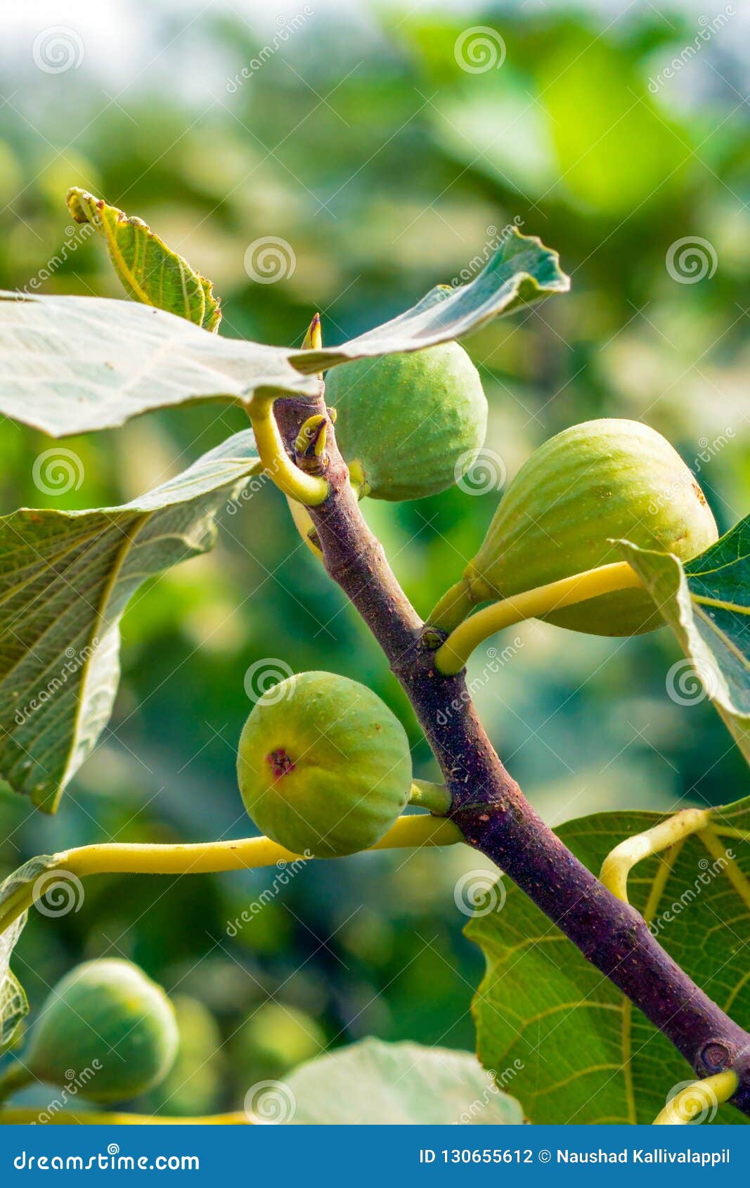 Common fig stock photo. Image of group, ingredient, exotic - 130655612